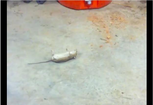 好精明XD - Zuvio 校園話題