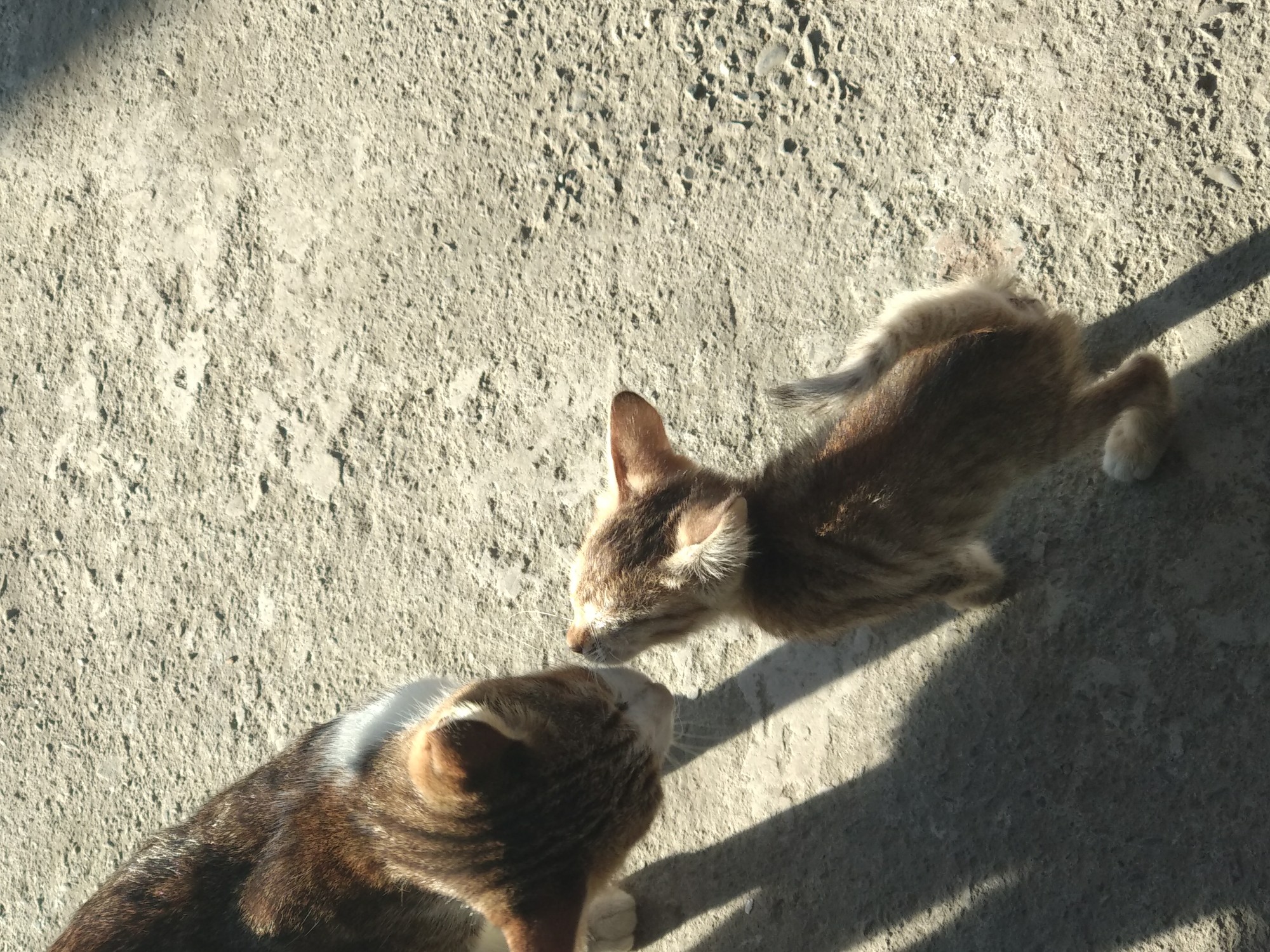 緣分 - Zuvio 校園話題