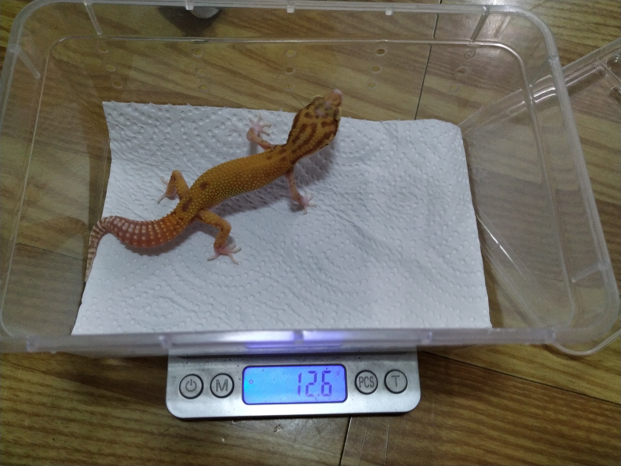 偶的守宮 #豹紋守宮 - Zuvio 校園話題