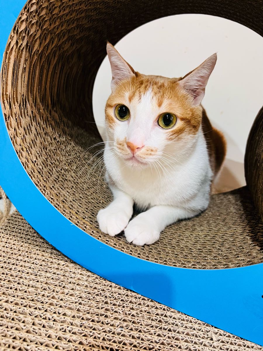 交朋友～ - Zuvio 校園話題