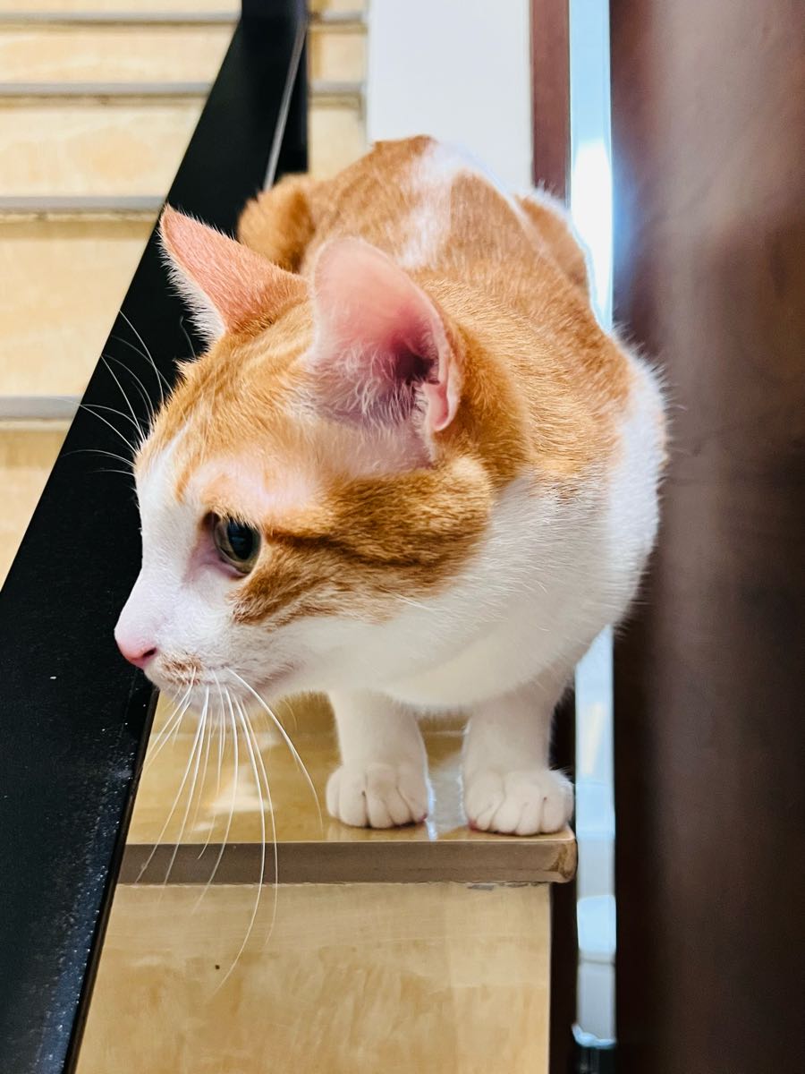 輕鬆交友 - Zuvio 校園話題