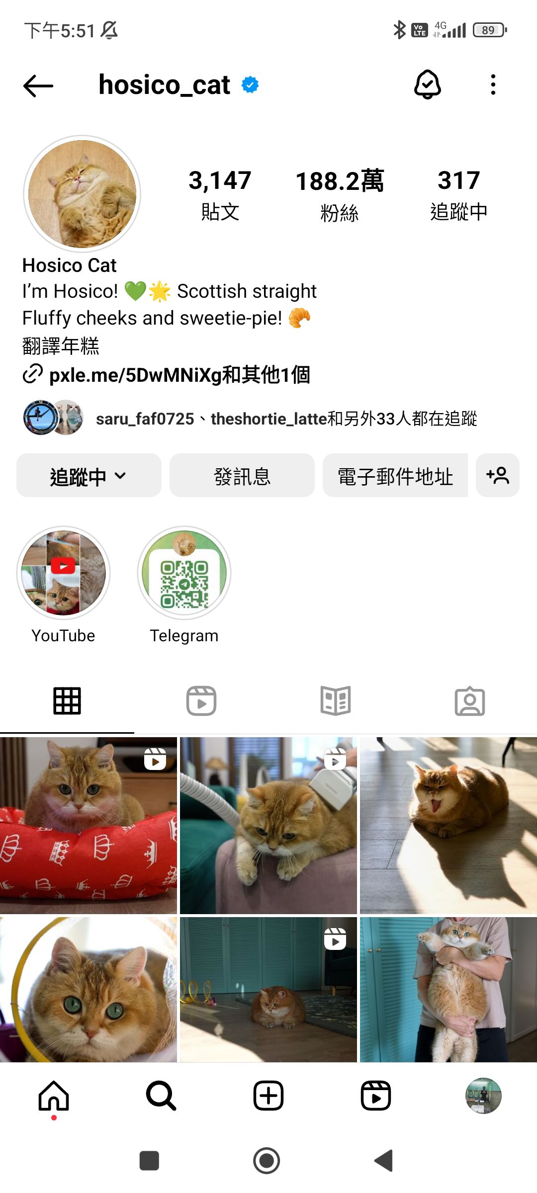 推薦網美貓-Hosico_cat - Zuvio 校園話題