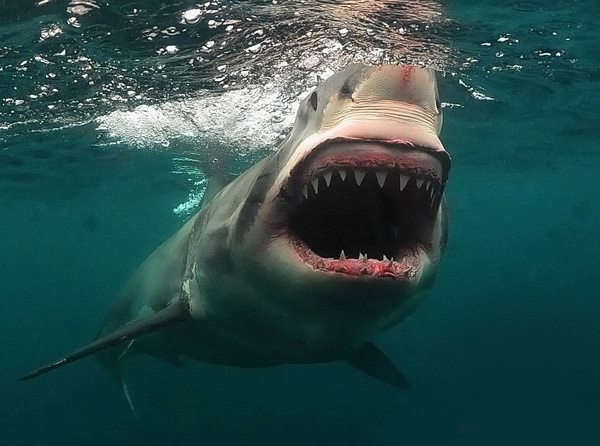 這邊男女就如同鯊魚與腐肉 - Zuvio 校園話題