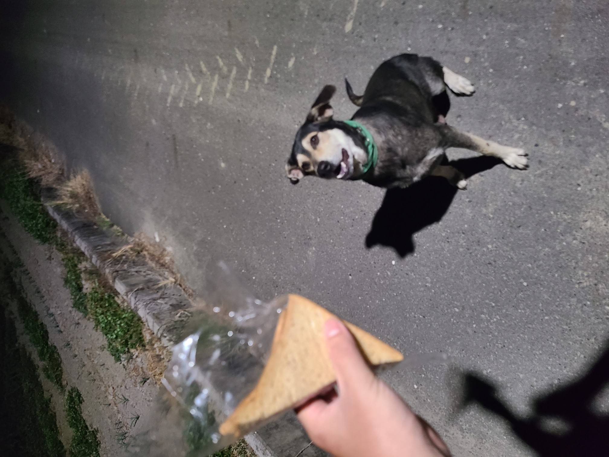 我是台南最甜的狗狗🐶 - Zuvio 校園話題