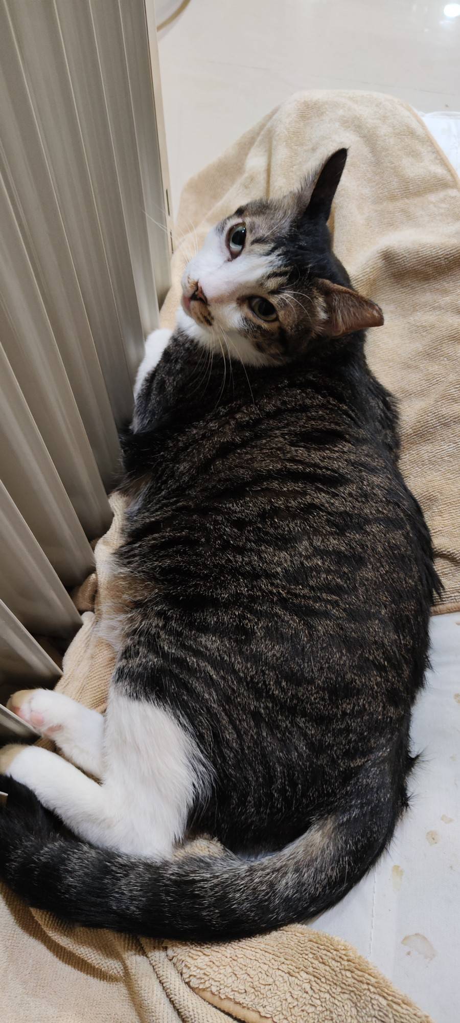 看貓~ - Zuvio 校園話題