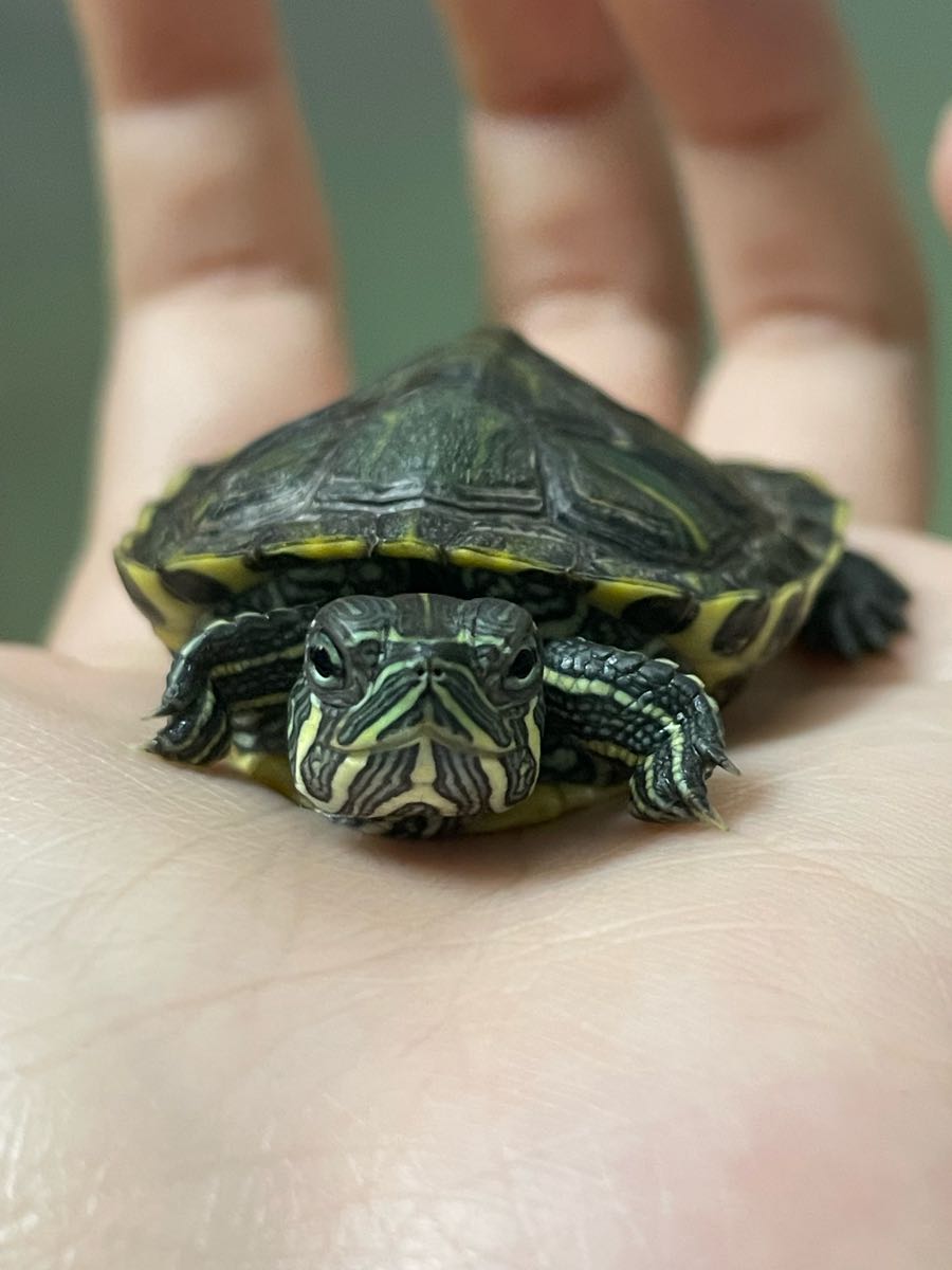 這是我家烏龜 - Zuvio 校園話題