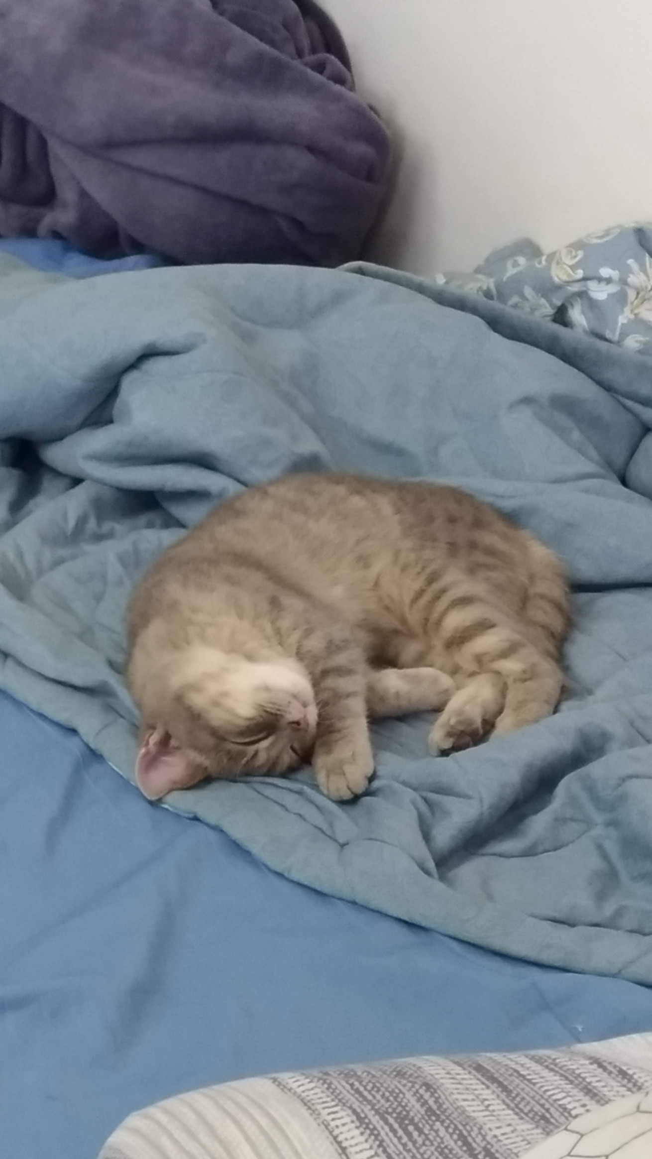 科技業 母單男 有人要嗎 - Zuvio 校園話題