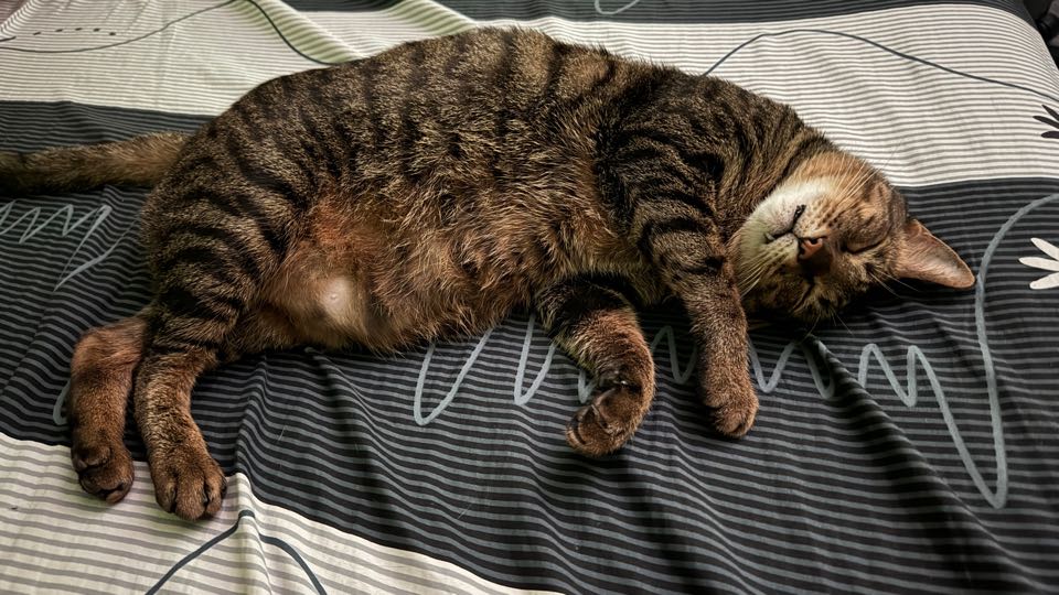 #徵飯友 新竹地區 - Zuvio 校園話題